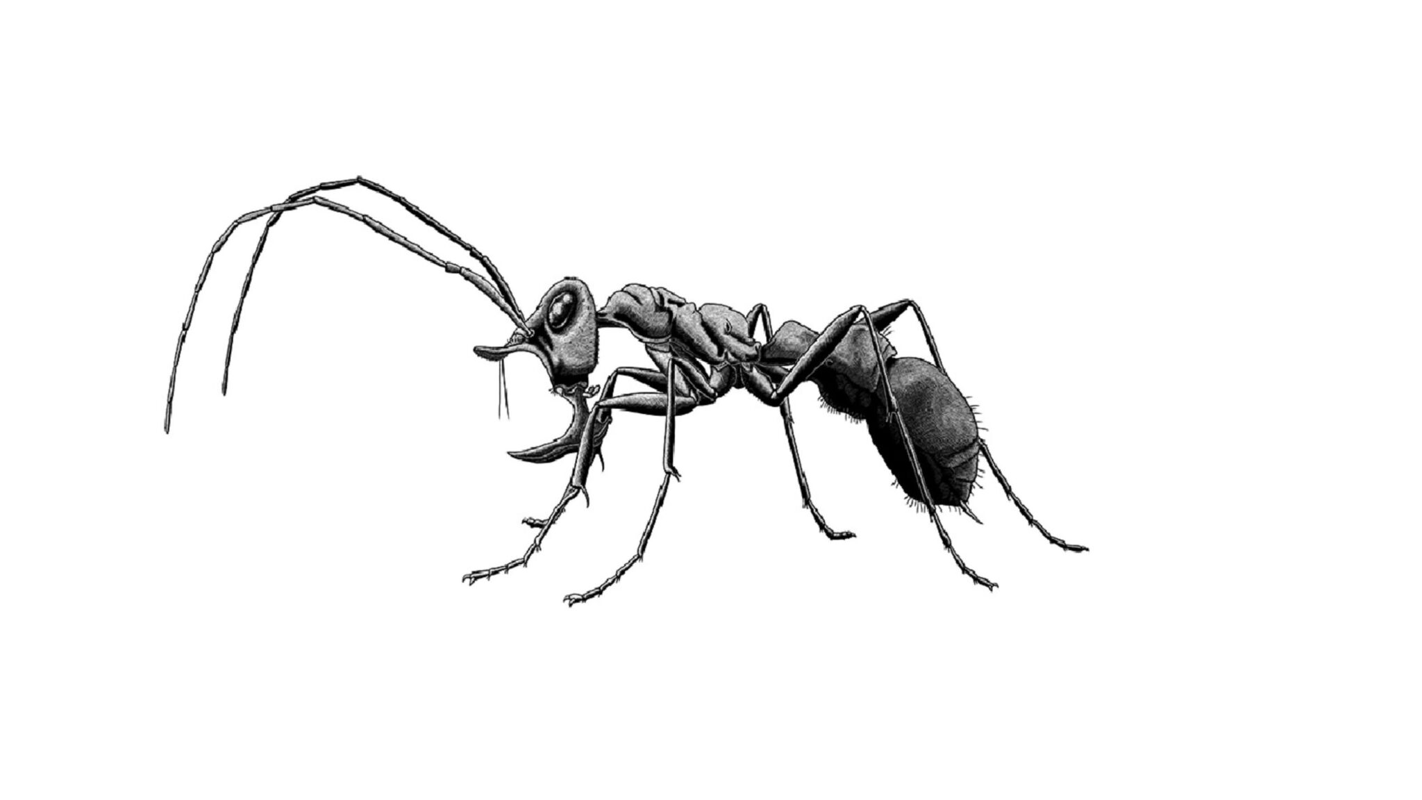 A “formiga do inferno” cujas grandes mandíbulas serviam para carregar ...